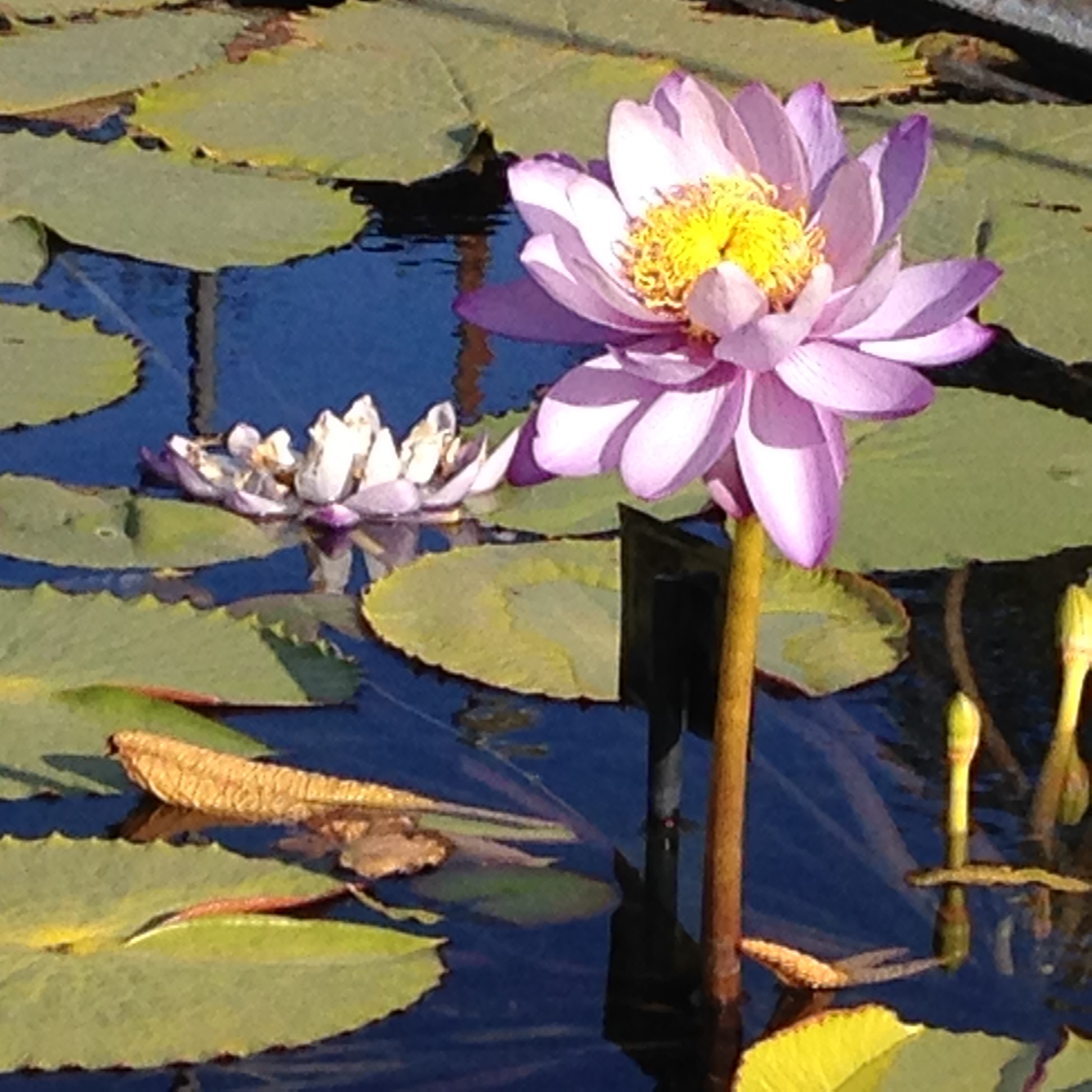 International Water Lily Garden :: En Plein Air