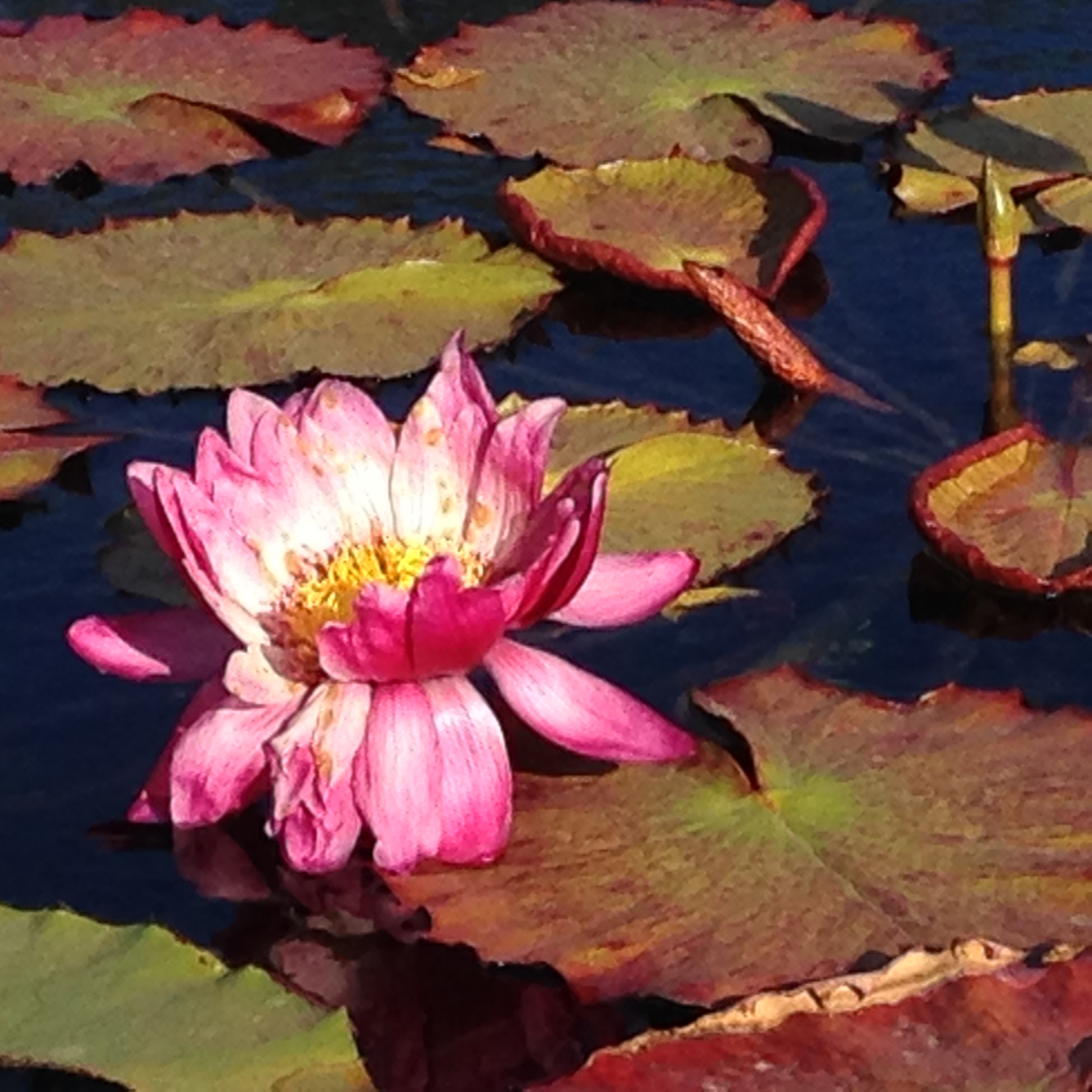 International Water Lily Garden :: En Plein Air